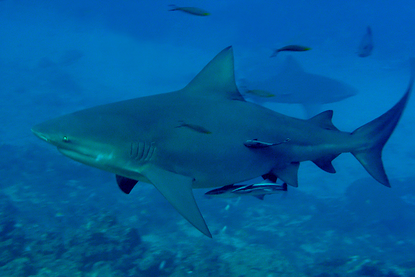 Bullenhai Foto & Bild | unterwasser, uw-salzwasser, natur-kreativ ...