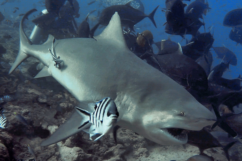Bullenhai - Fiji Foto & Bild | unterwasser, uw-salzwasser, natur ...