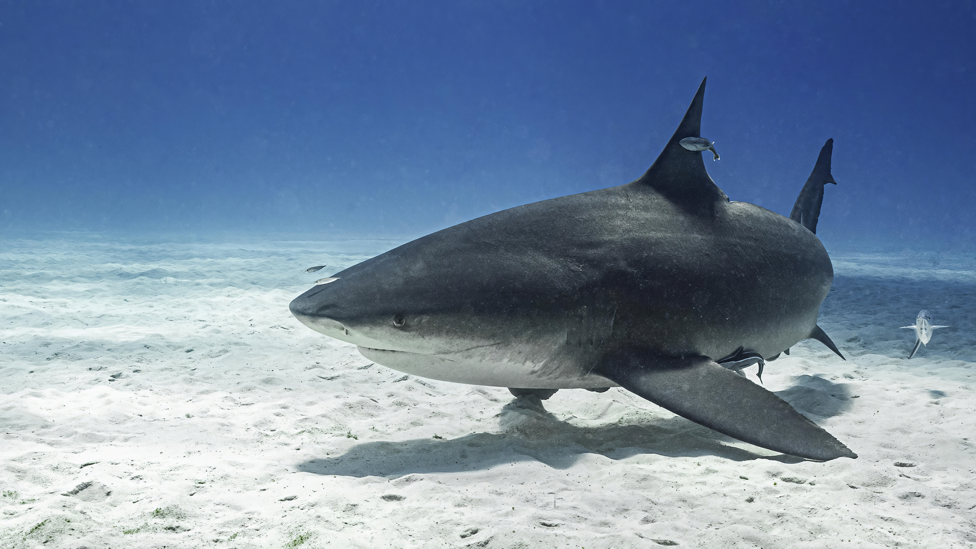Bullenhai hautnah Foto & Bild | fotos, world, natur Bilder auf ...