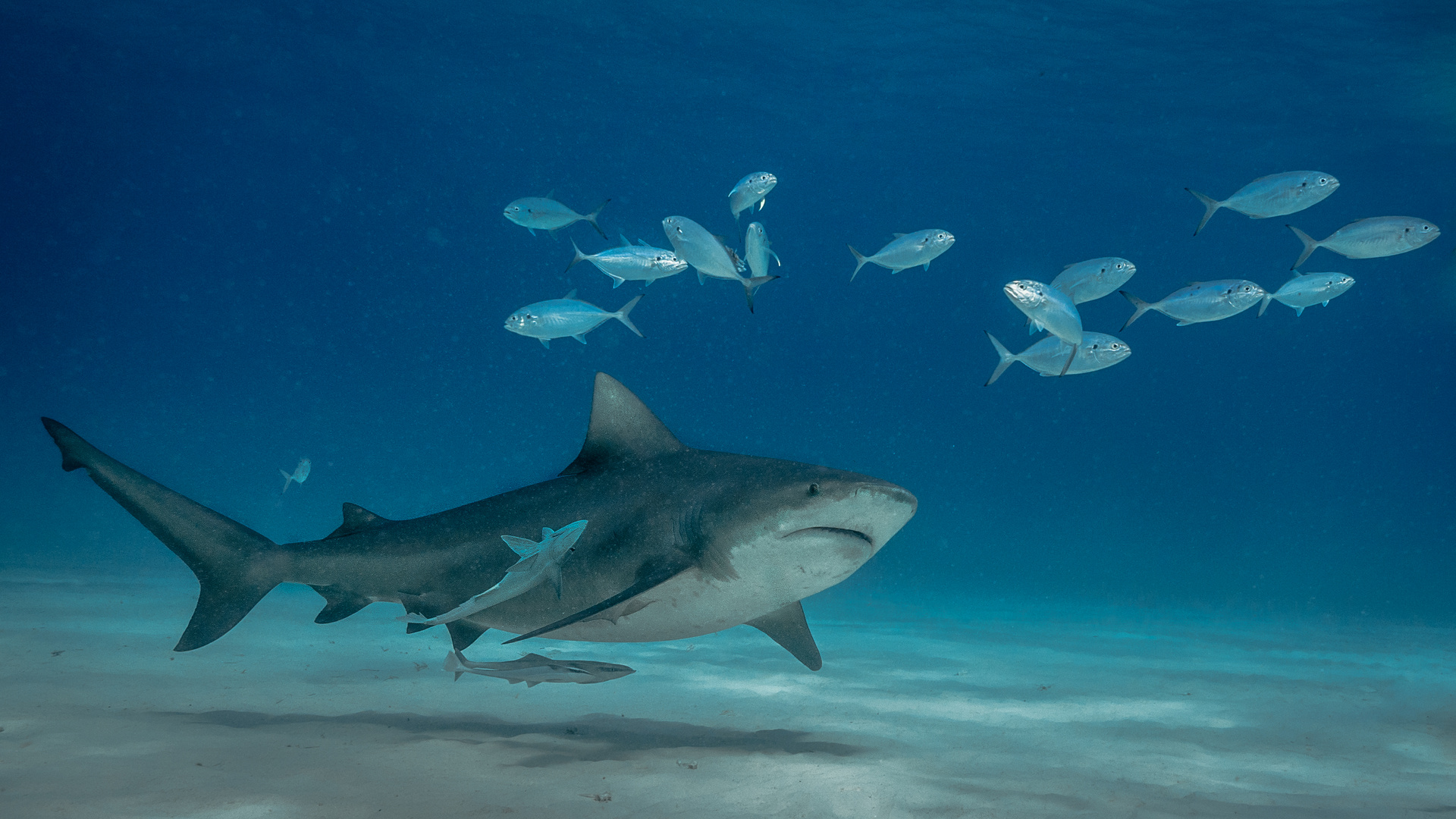 Bullenhaidame Bimini Januar 2017 Foto & Bild | natur, wildlife, tauchen ...