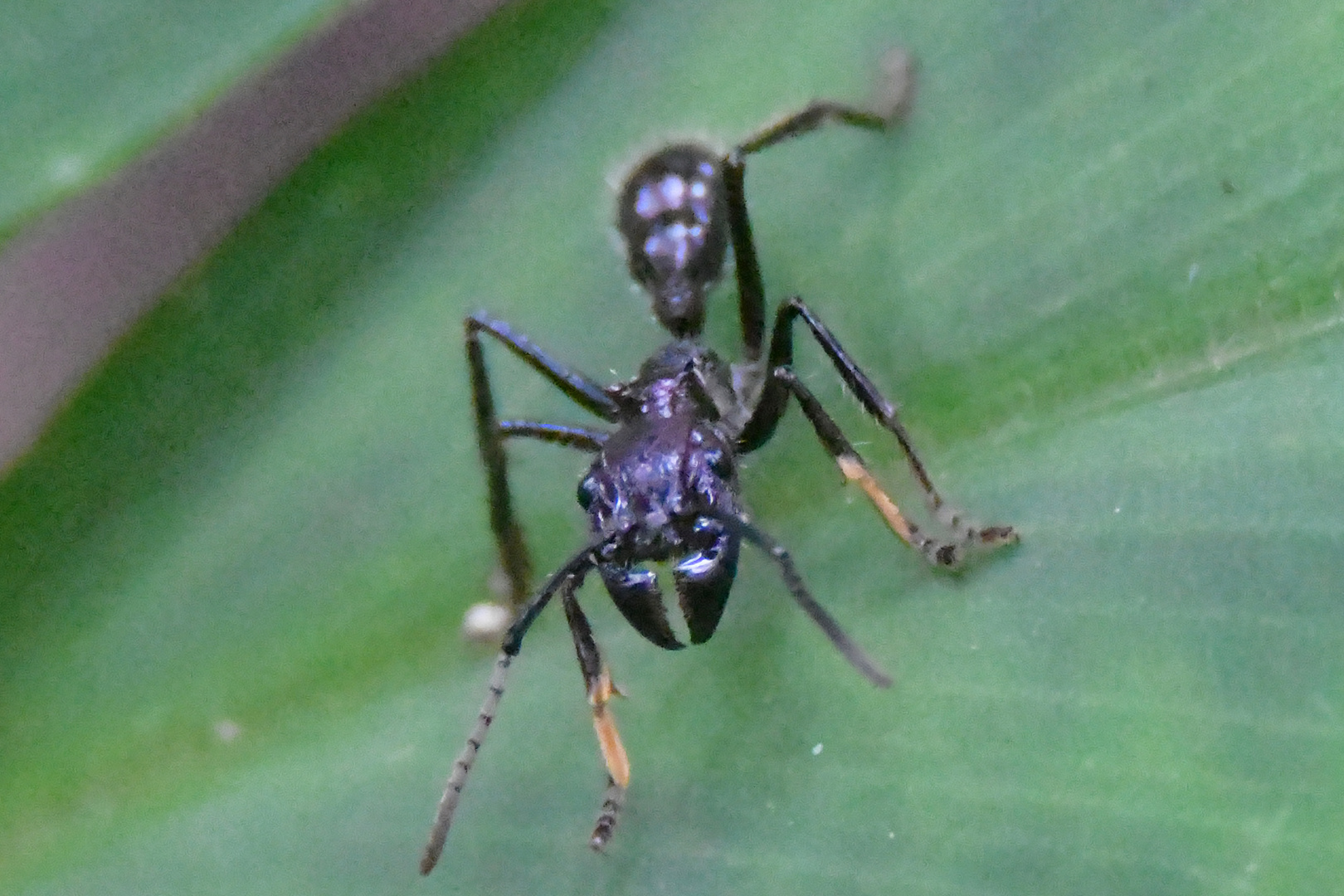 Bullet Ant Foto & Bild | tiere, wildlife, insekten Bilder auf fotocommunity