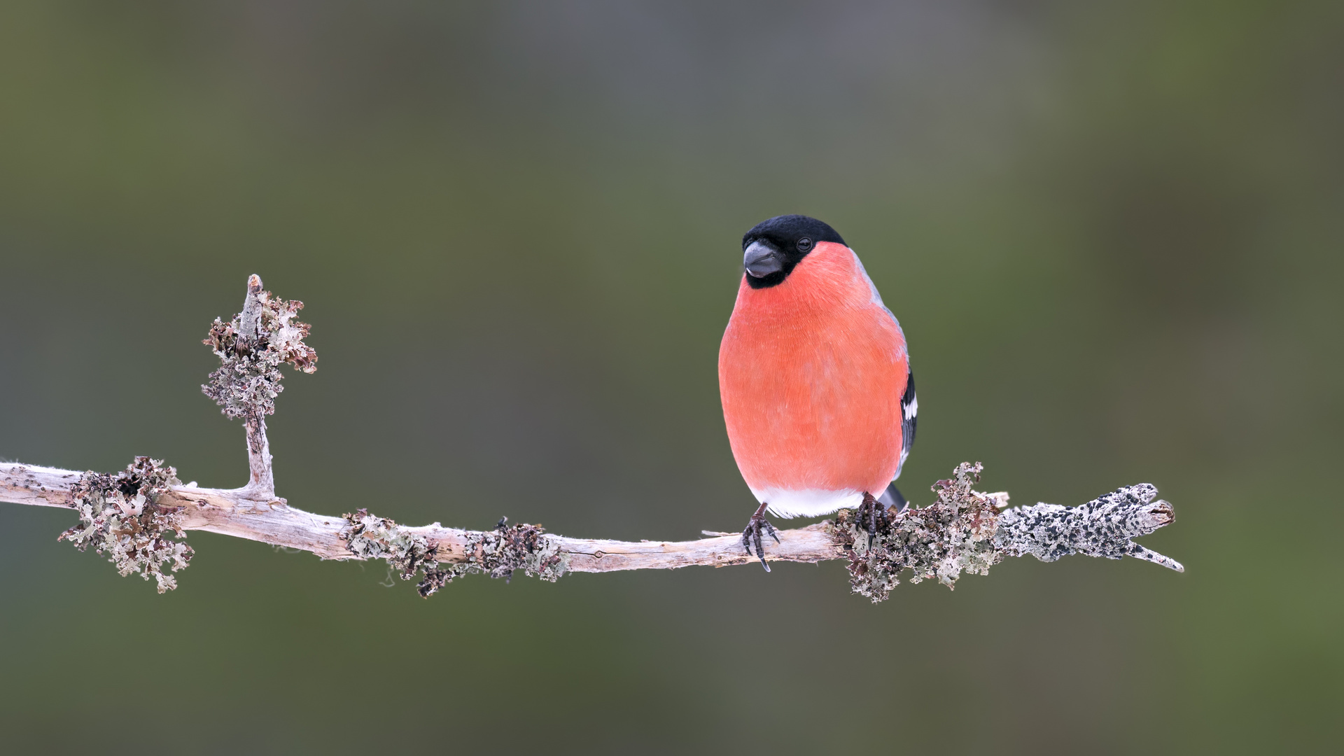 bullfinch Foto & Bild | tiere, wildlife, wild lebende vögel Bilder auf ...