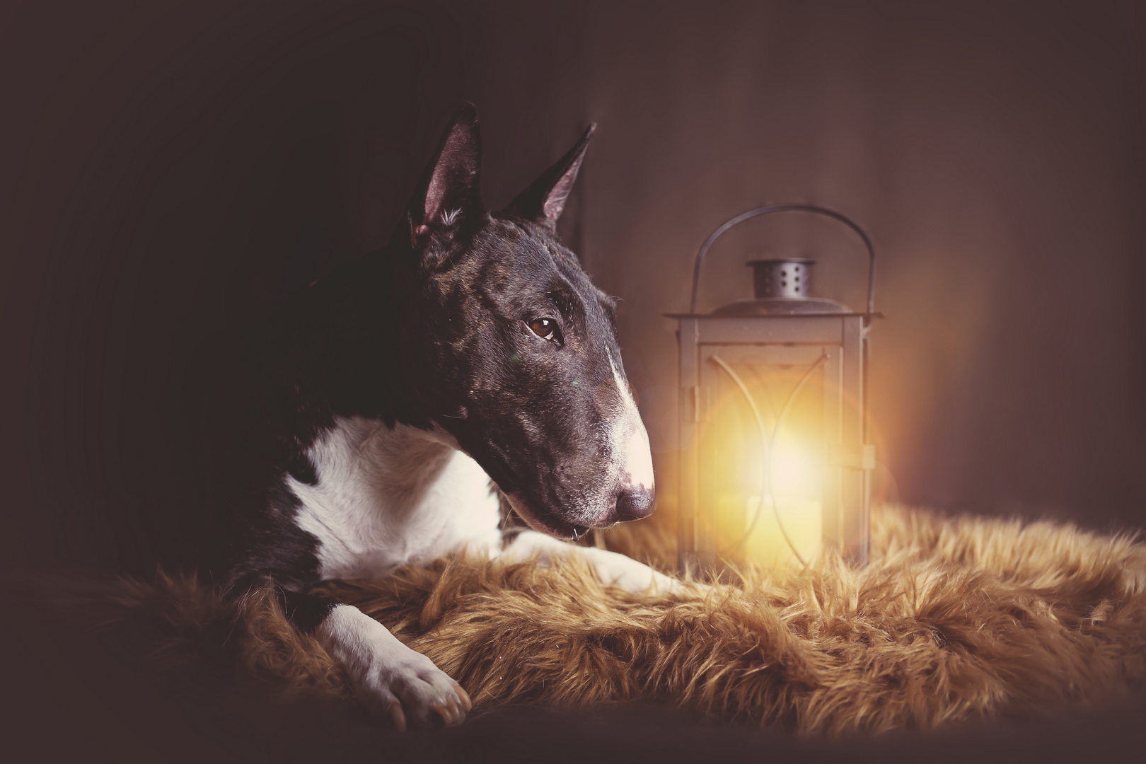 Bulli Foto & Bild | tiere, haustiere, hunde Bilder auf fotocommunity