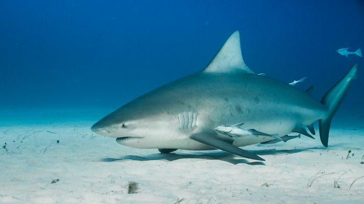 Bullenhai Fotos & Bilder auf fotocommunity