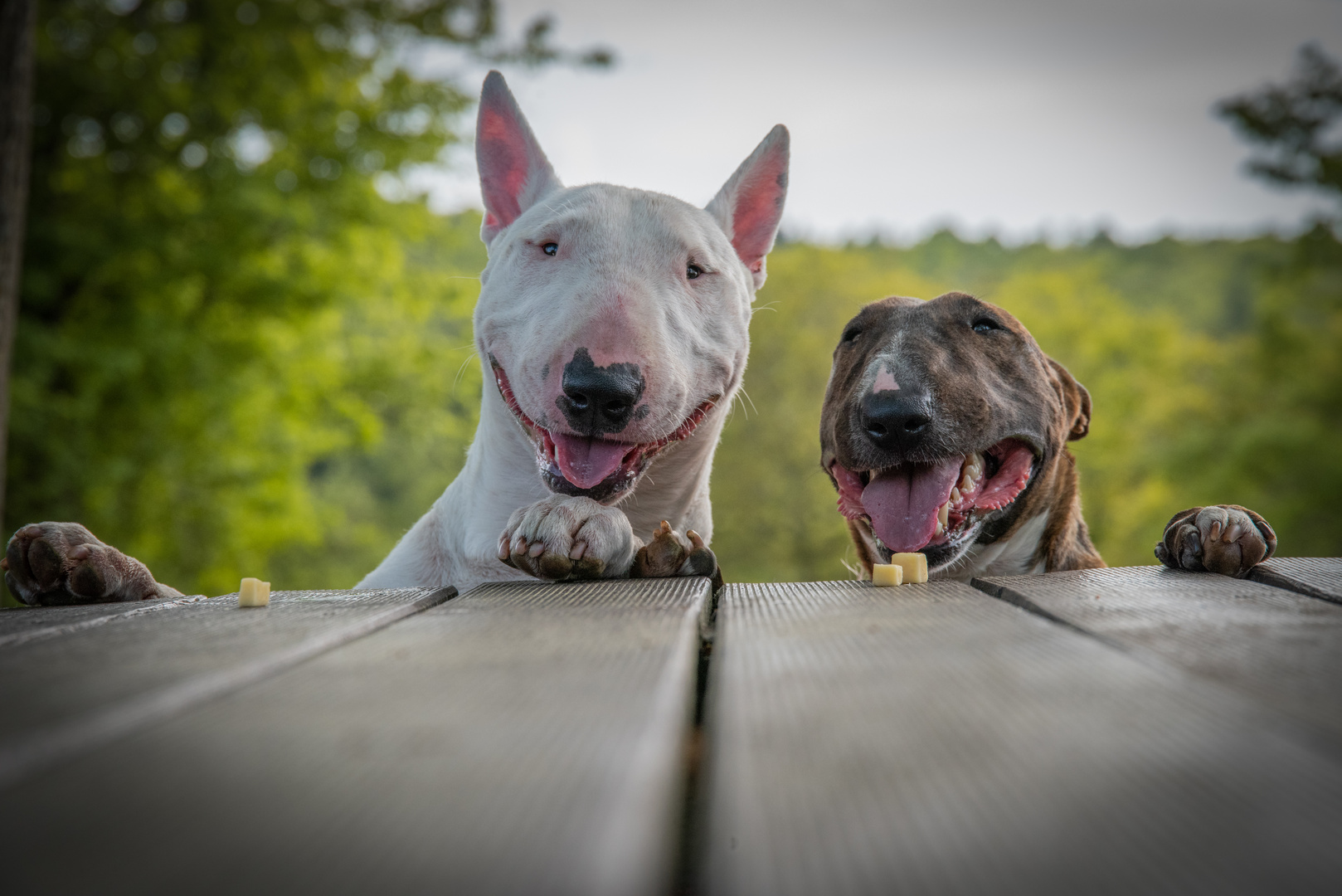 Bulli Time Foto & Bild | tiere, haustiere, hunde Bilder auf fotocommunity