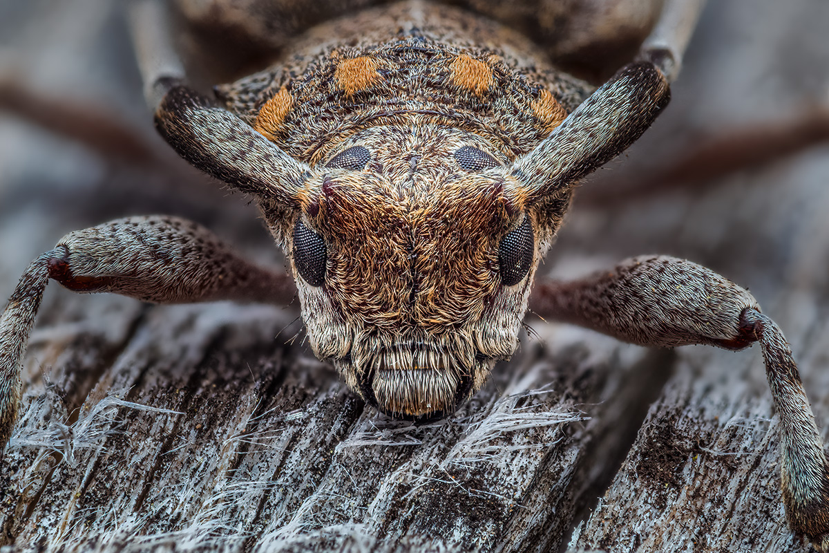 bullig Foto & Bild | tiere, wildlife, insekten Bilder auf fotocommunity