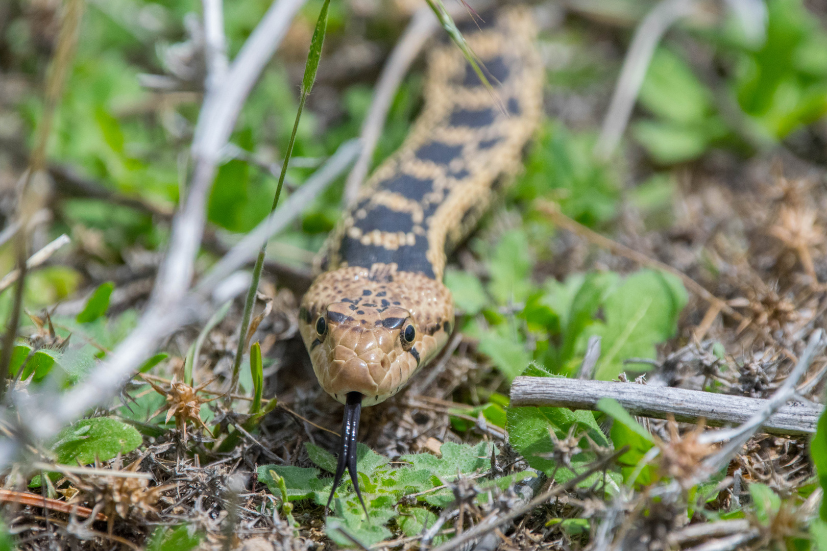 Bullsnake Foto & Bild | fotos, usa, world Bilder auf fotocommunity
