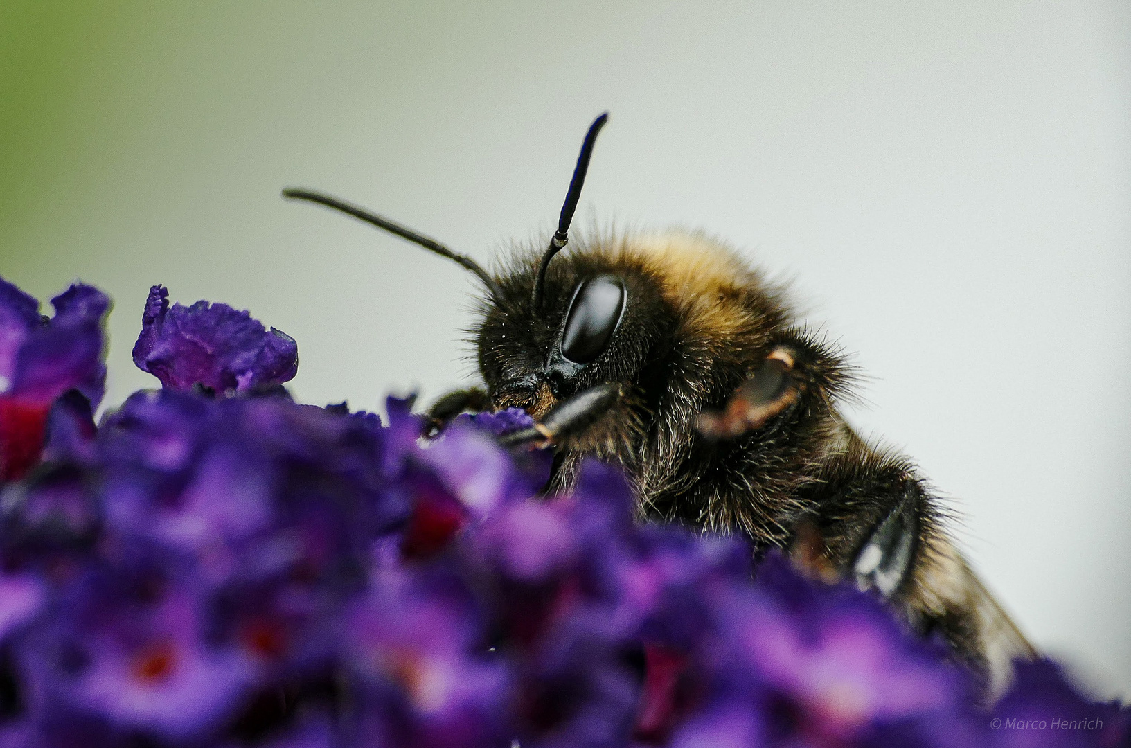 bumblebee... Foto & Bild | nah- & makro, tiere, wildlife Bilder auf ...