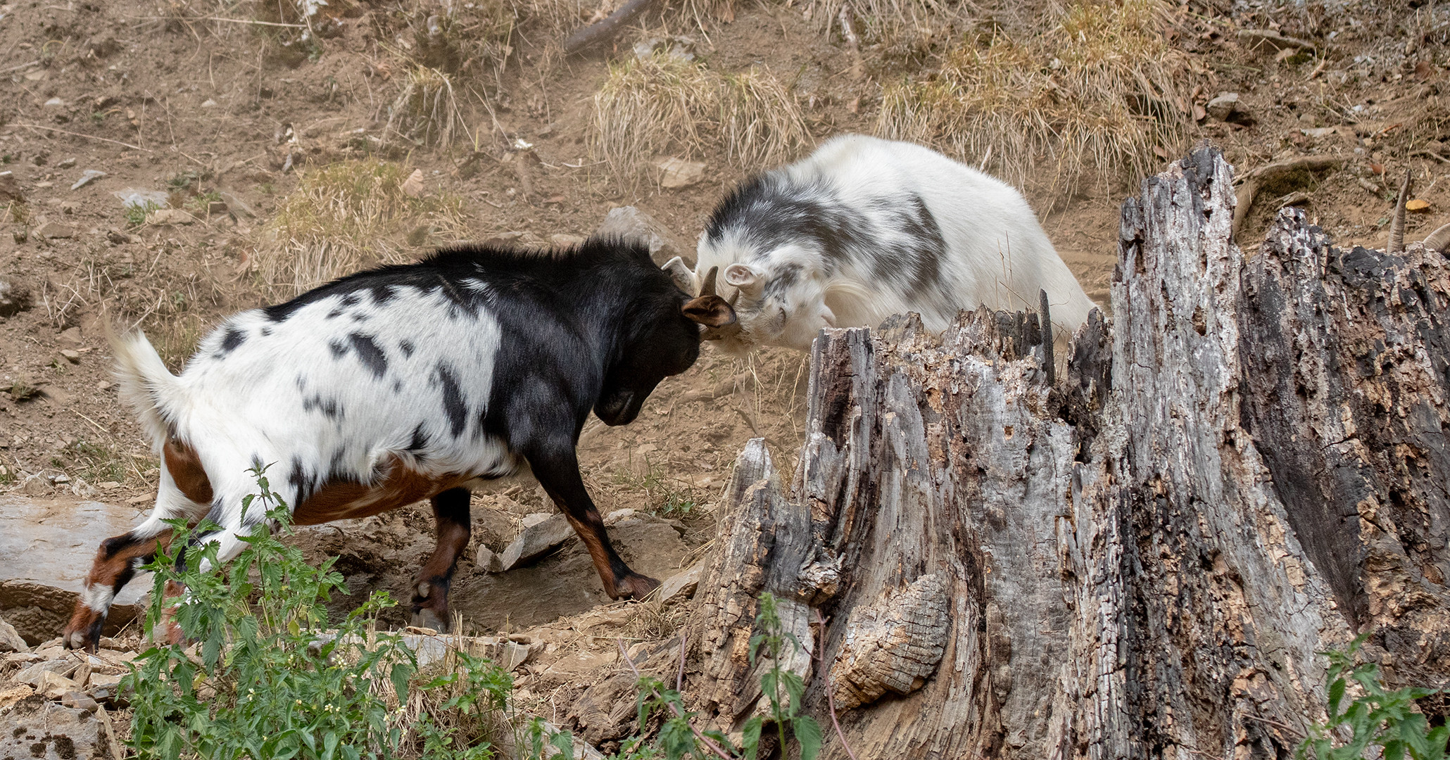 Bums Foto & Bild | deutschland, europe, nordrhein- westfalen Bilder auf ...