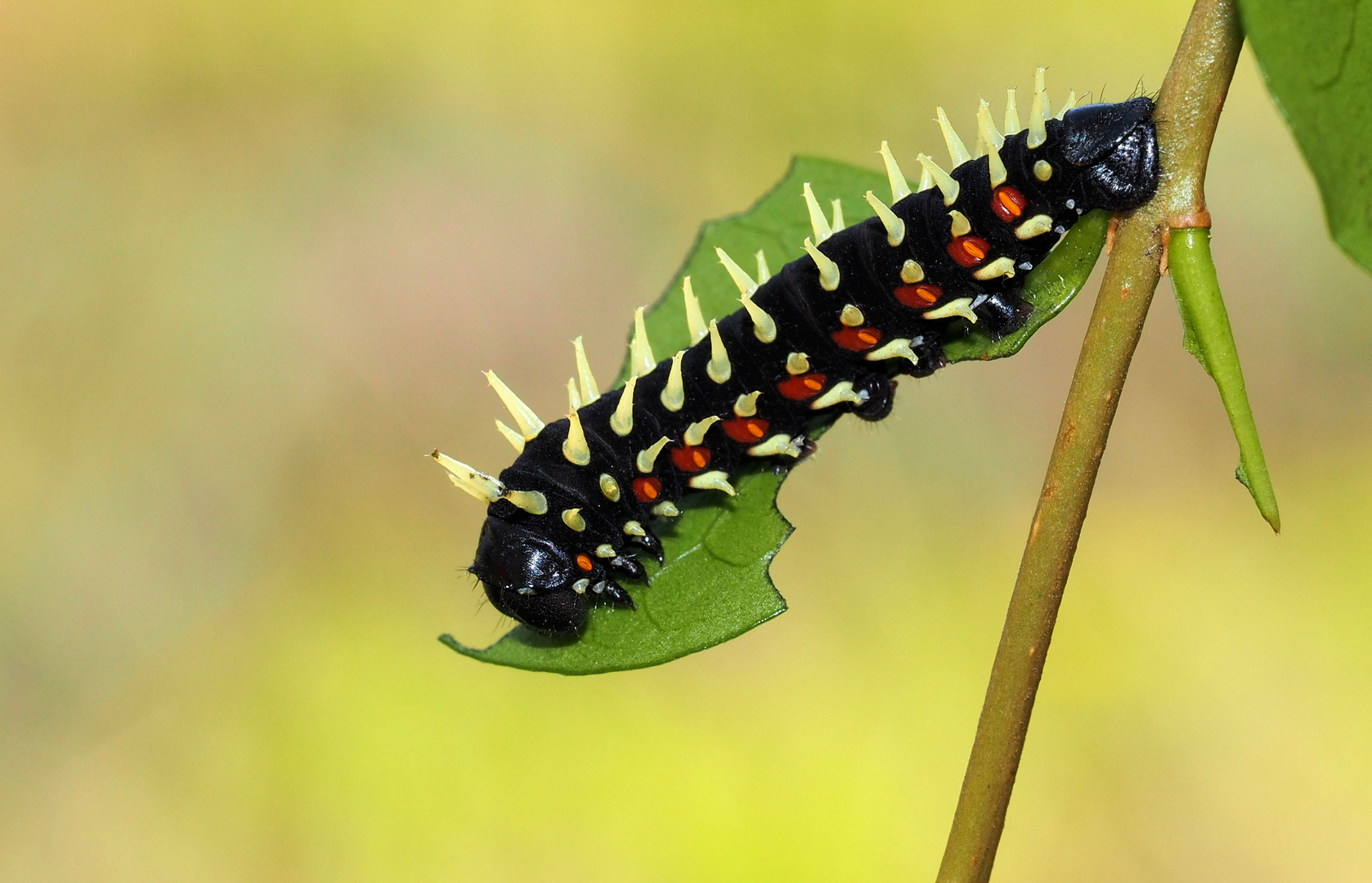 Bunaea Alcinoe Raupe Foto & Bild | makro, natur, insekt Bilder auf ...