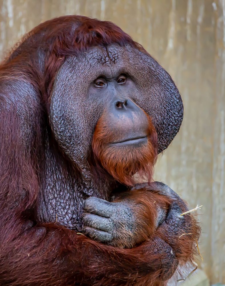 Bunjo Foto & Bild | tiere, zoo, wildpark & falknerei, säugetiere Bilder ...