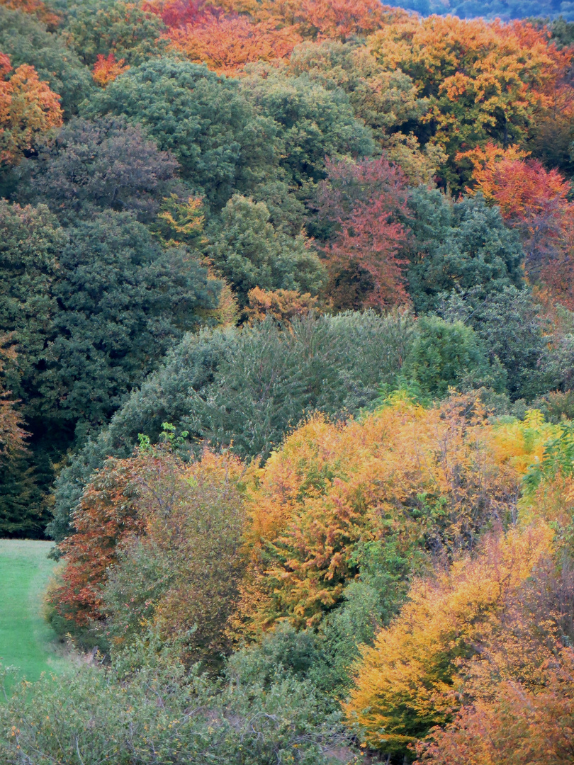 Bunt Foto & Bild | landschaft, wald, natur Bilder auf fotocommunity