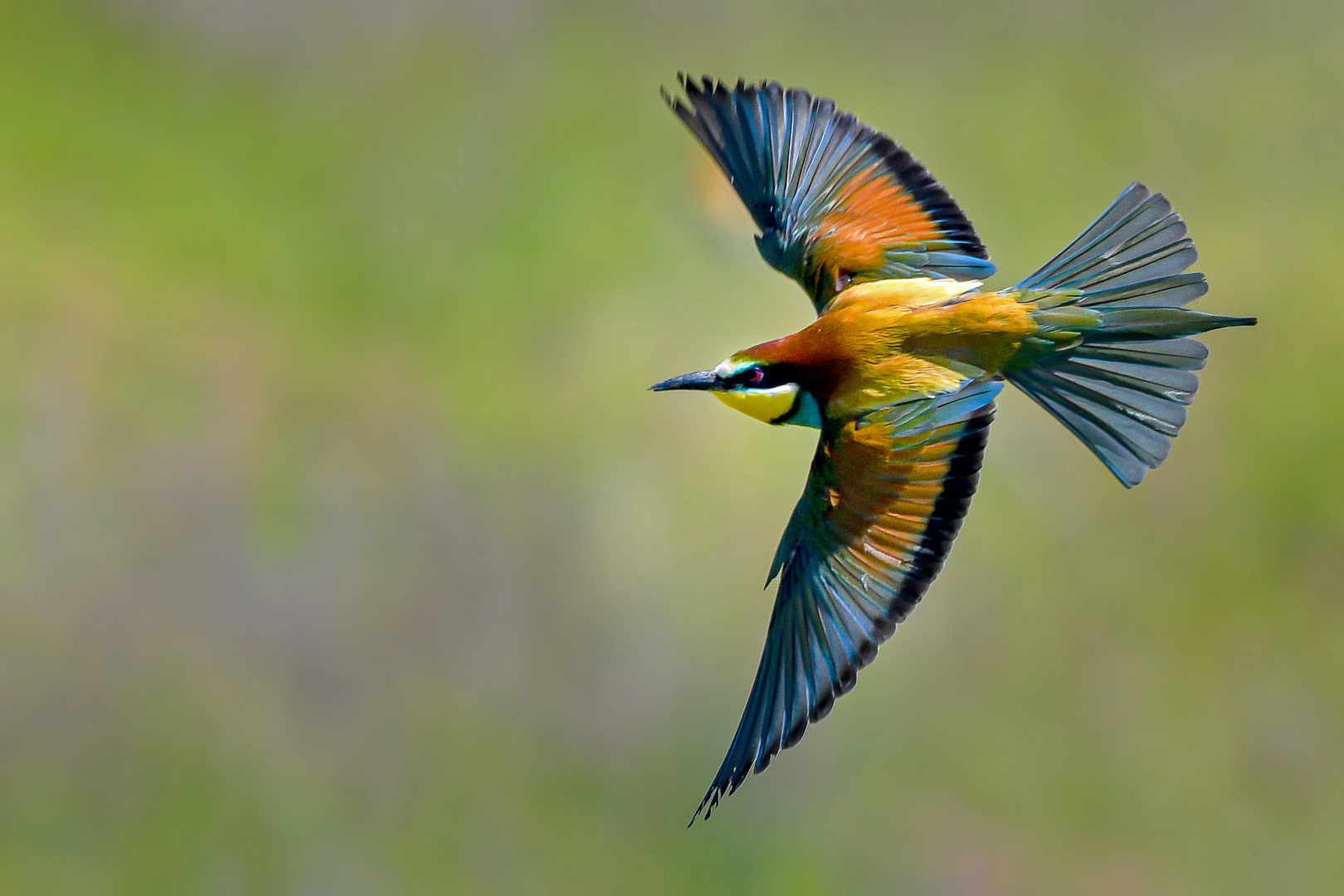 Bunt Foto & Bild | tiere, wildlife, wild lebende vögel Bilder auf ...