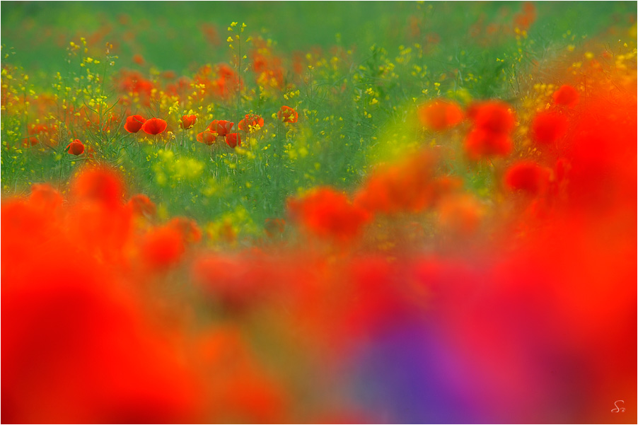 Bunt Foto & Bild | pflanzen, pilze & flechten, blüten- & kleinpflanzen ...