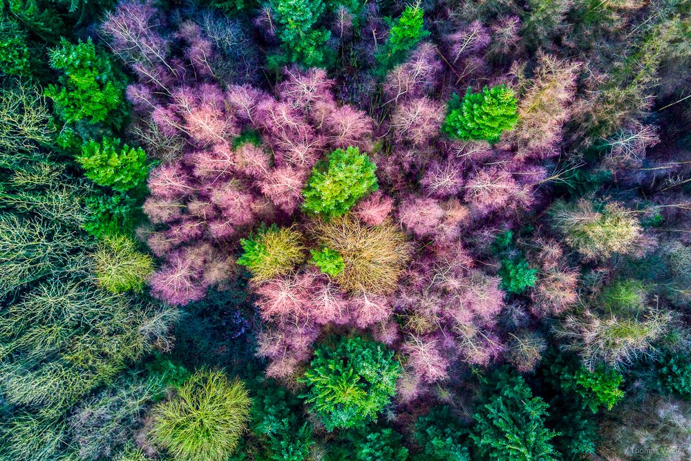 Bunte Bäume Foto & Bild | flowers, nature, photography Bilder auf ...