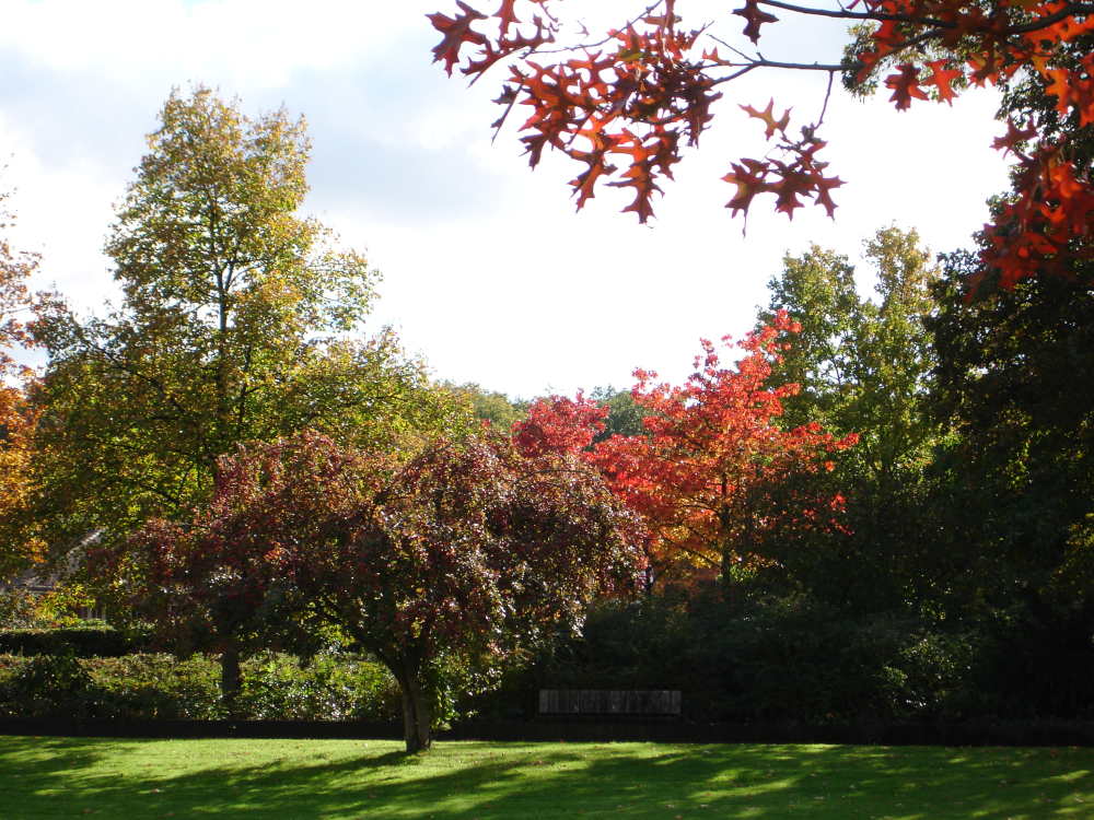 bunte Bäume Foto & Bild | jahreszeiten, herbst, natur Bilder auf ...