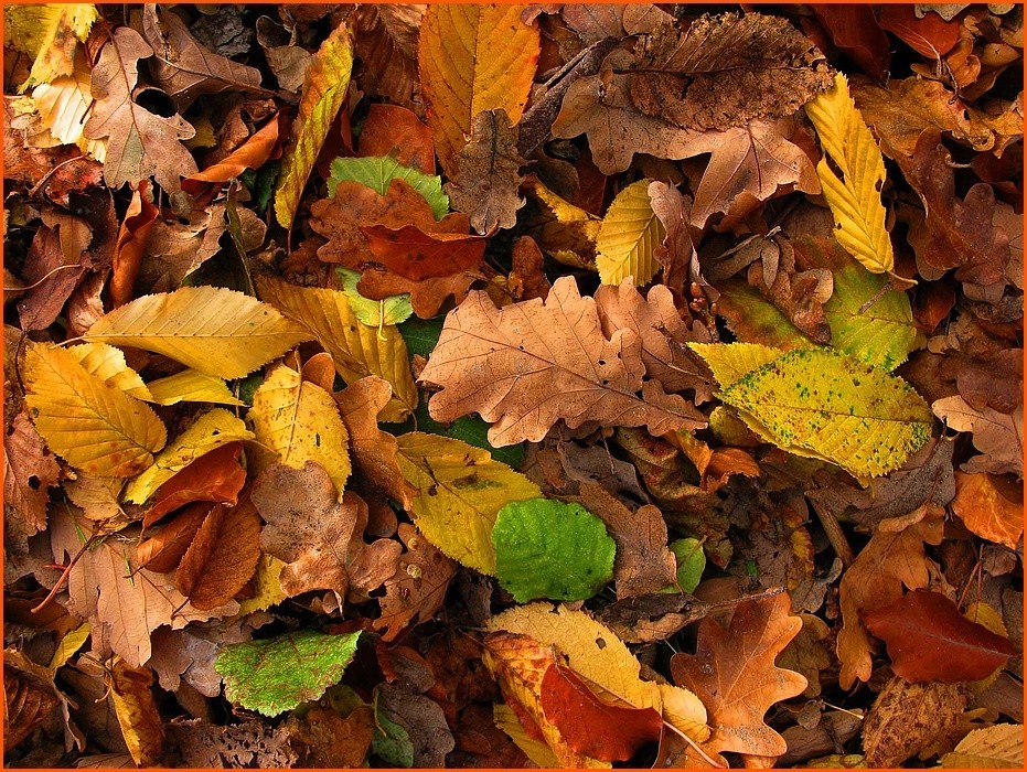 Bunte Blätter Foto & Bild | jahreszeiten, herbst, natur/macro Bilder ...