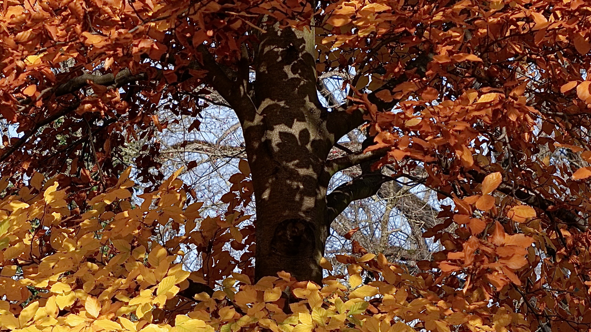 Bunte Blätter im Herbst Foto & Bild | jahreszeiten, herbst, baum Bilder ...