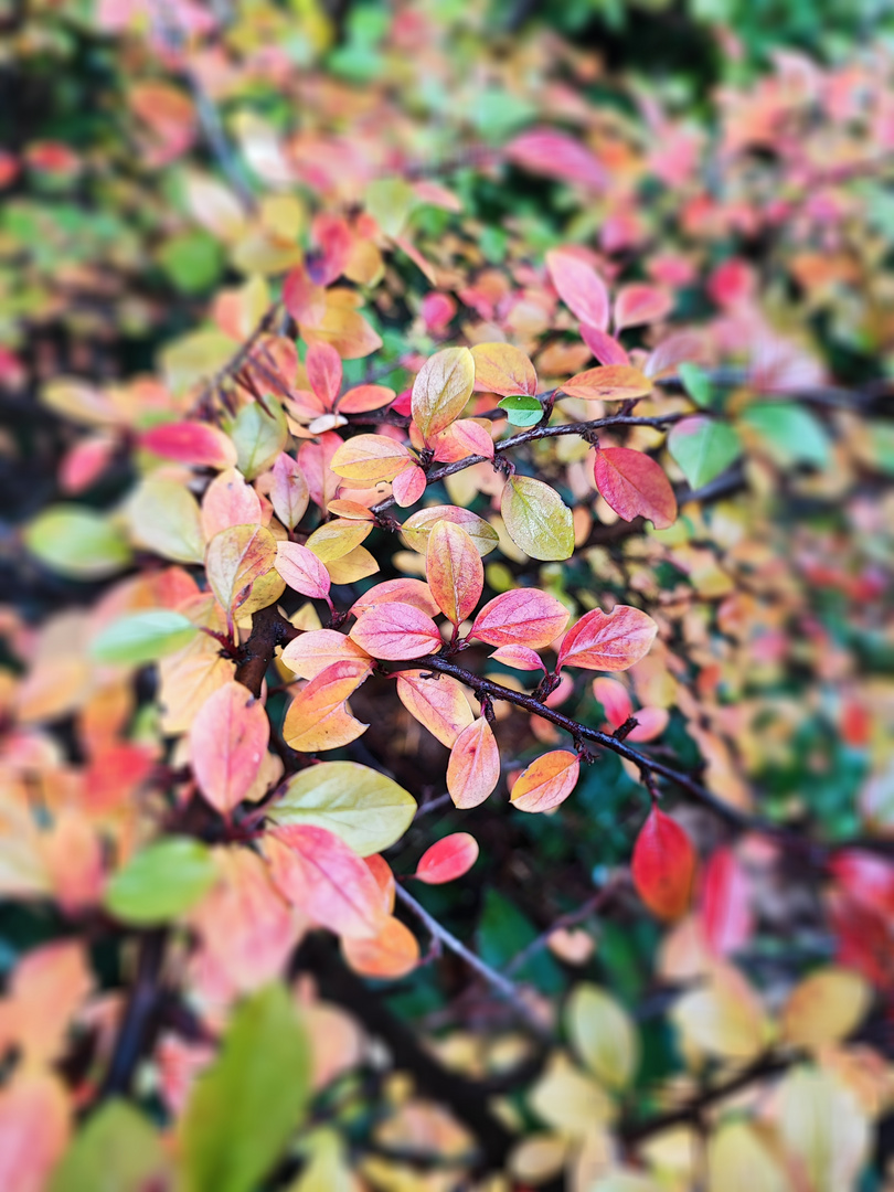 Bunte Blätter Sammlung (1) Herbst Foto & Bild | jahreszeiten, herbst, wald Bilder auf fotocommunity