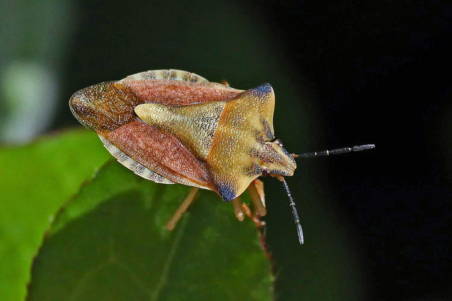 Bunte Blattwanze Foto & Bild | andere insekten, fotos, makro Bilder auf ...