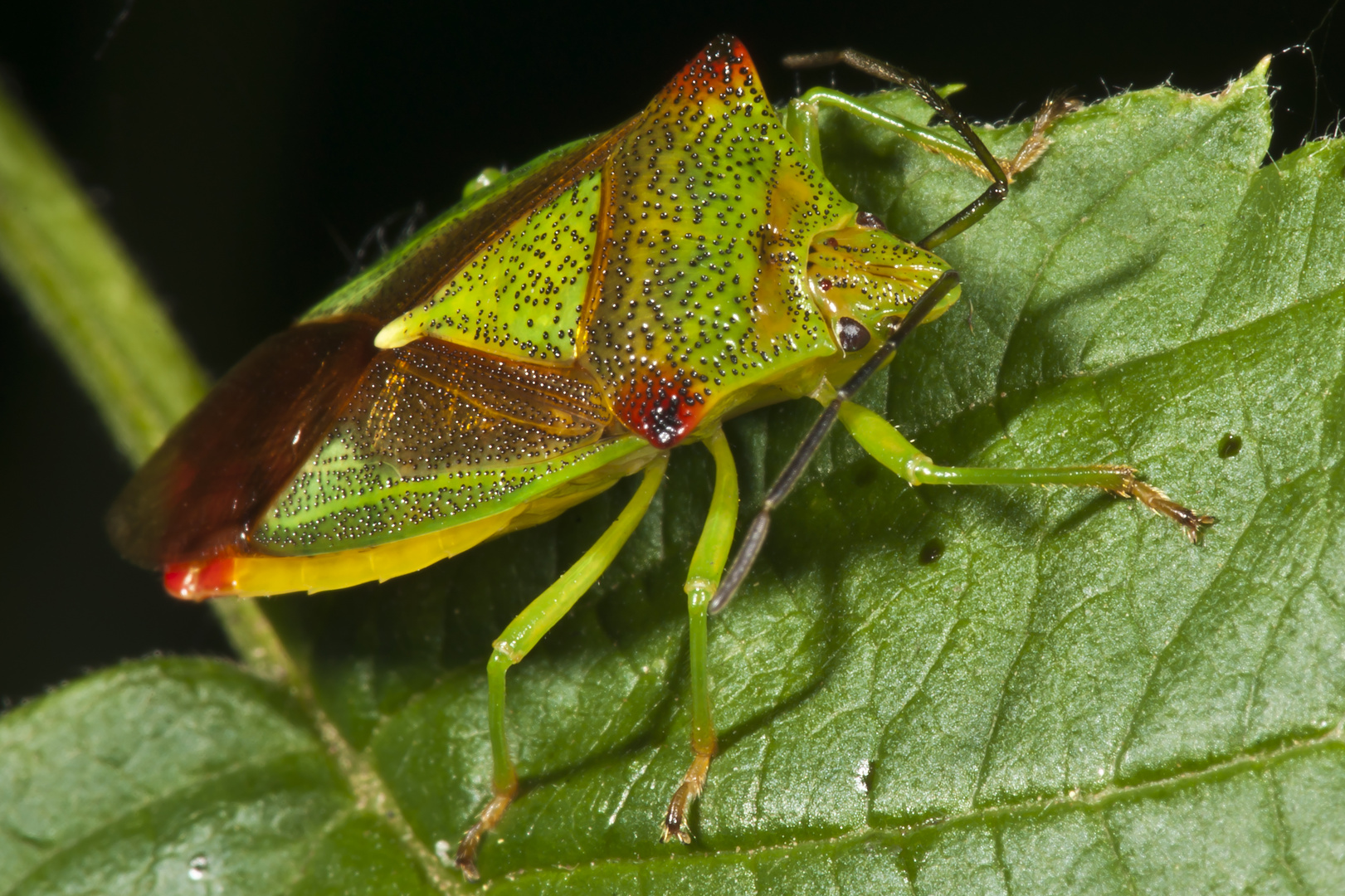 Bunte Blattwanze Foto & Bild | tiere, wildlife, insekten Bilder auf ...