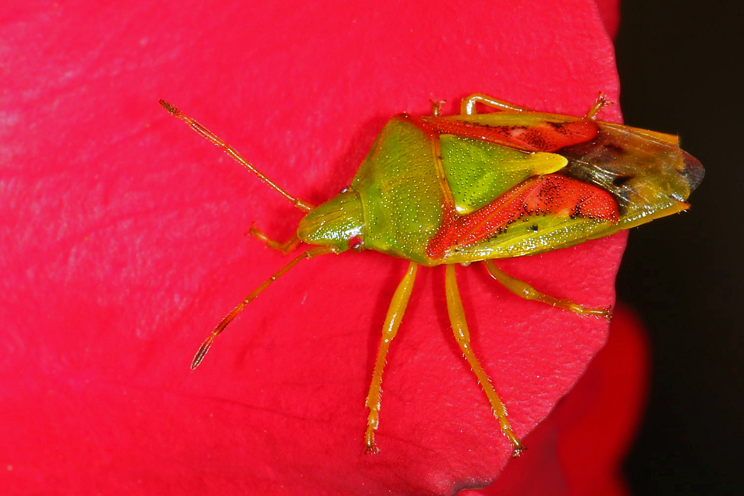 Bunte Blattwanze Foto & Bild | andere insekten, fotos, sommer Bilder ...