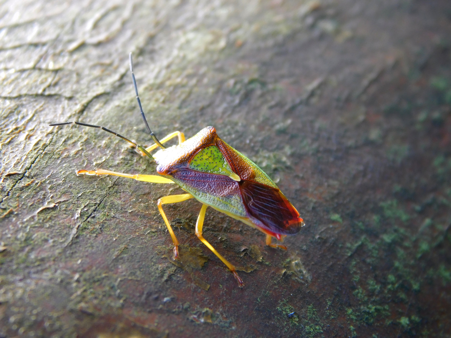 Bunte Blattwanze Foto & Bild | natur, tiere, flora & fauna Bilder auf ...