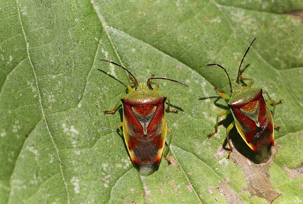 Bunte Blattwanzen Foto & Bild | tiere, wildlife, insekten Bilder auf ...