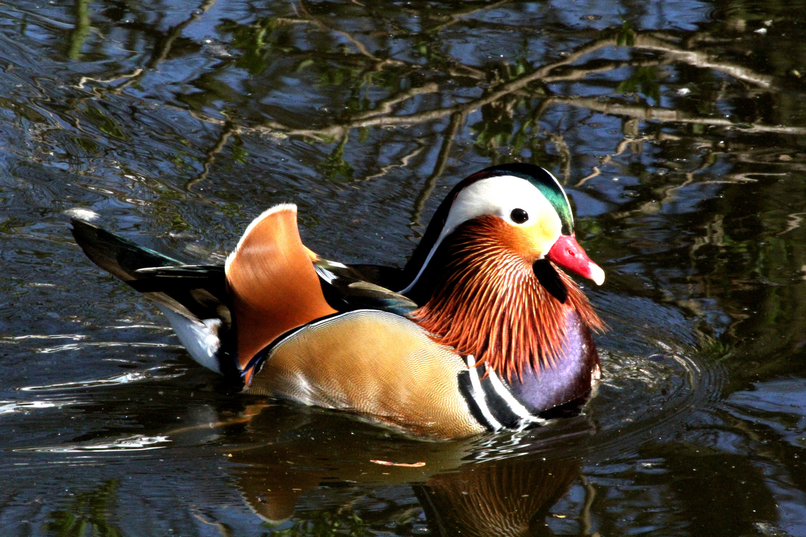 Bunte Ente:-) Foto & Bild | tiere, zoo, wildpark & falknerei, vögel ... Bunte Ente:-) Foto & Bild | tiere, zoo, wildpark & falknerei, vögel ...