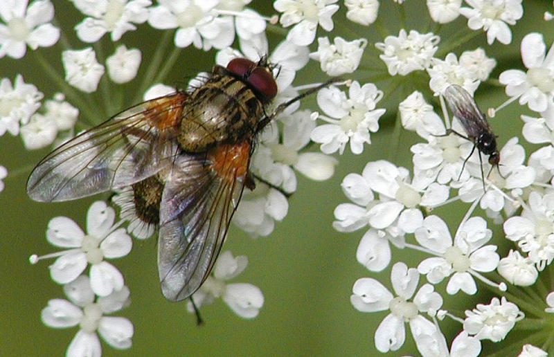 Bunte Fliege Foto & Bild | tiere, wildlife, insekten Bilder auf ...