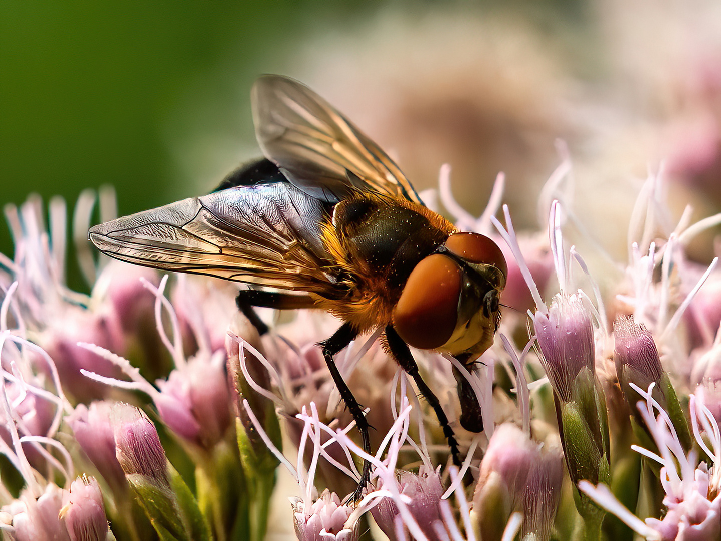 Bunte Fliege Foto & Bild | tiere, wildlife, insekten Bilder auf ...