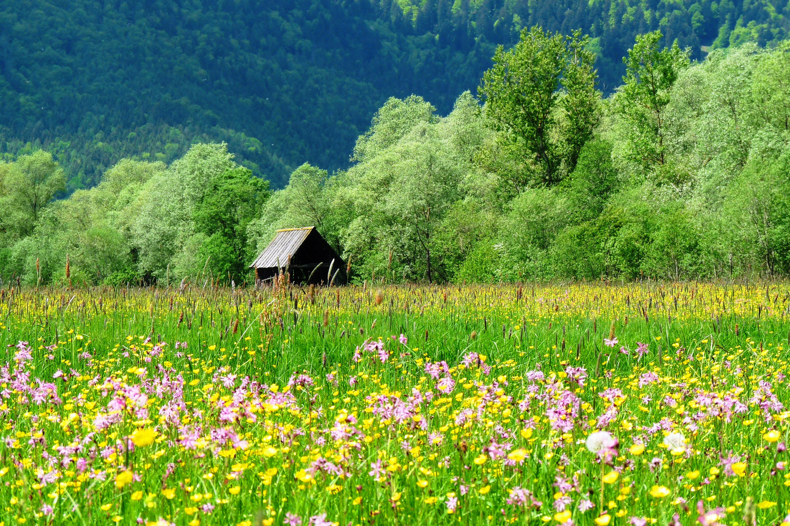 bunte frühlingswiese Foto & Bild | landschaft, Äcker, felder & wiesen, natur Bilder auf ...