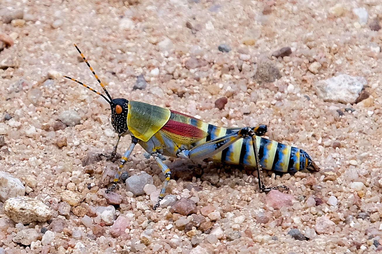 Bunte Heuschrecke Foto & Bild | tiere, wildlife, insekten Bilder auf ...