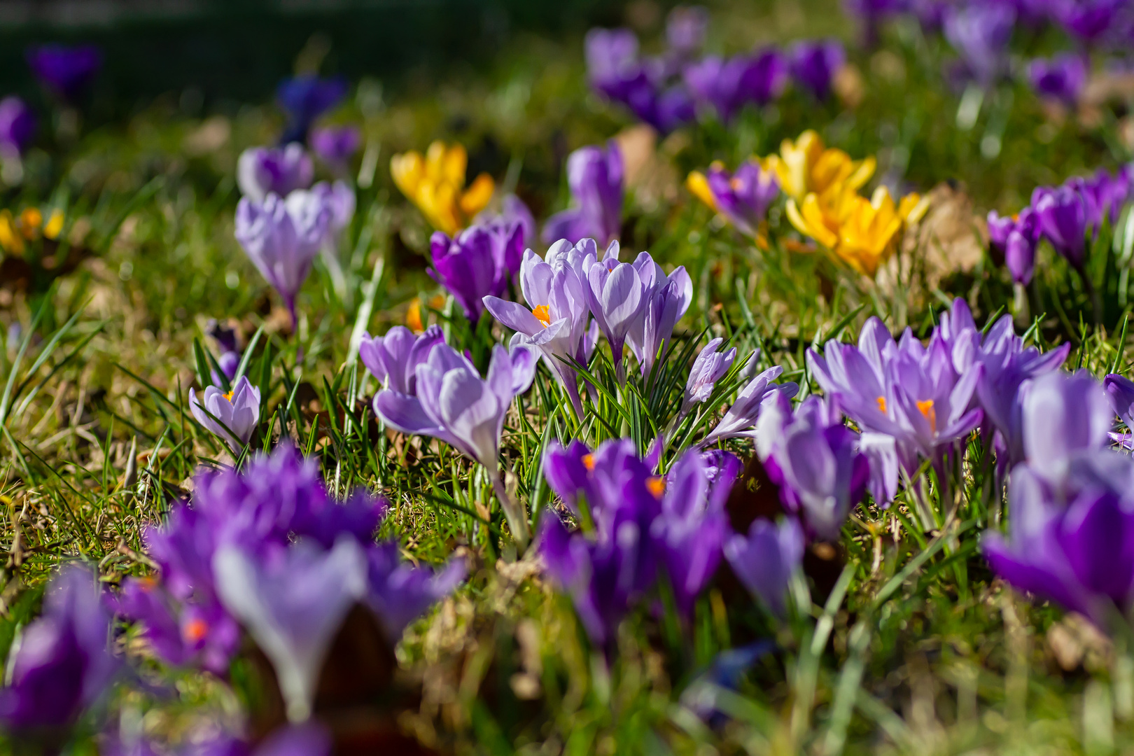 Bunte Krokusse Foto & Bild | pflanzen, pilze & flechten, blüten ...