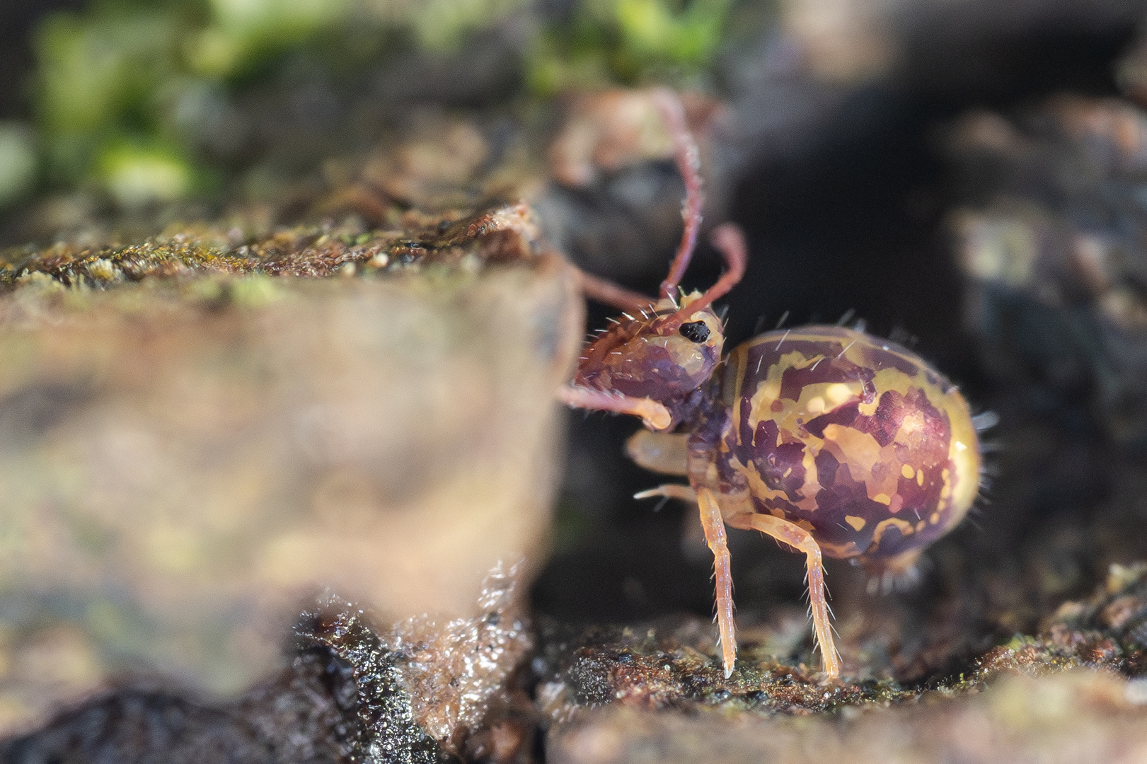 Bunte Kugelspringer (Dicyrtomina ornata) Foto & Bild | insekten ...
