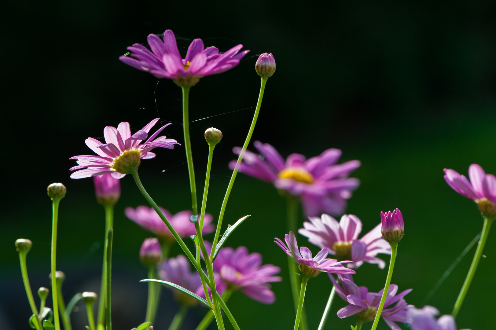 bunte Margerite Foto & Bild | pflanzen, pilze & flechten, blüten ...