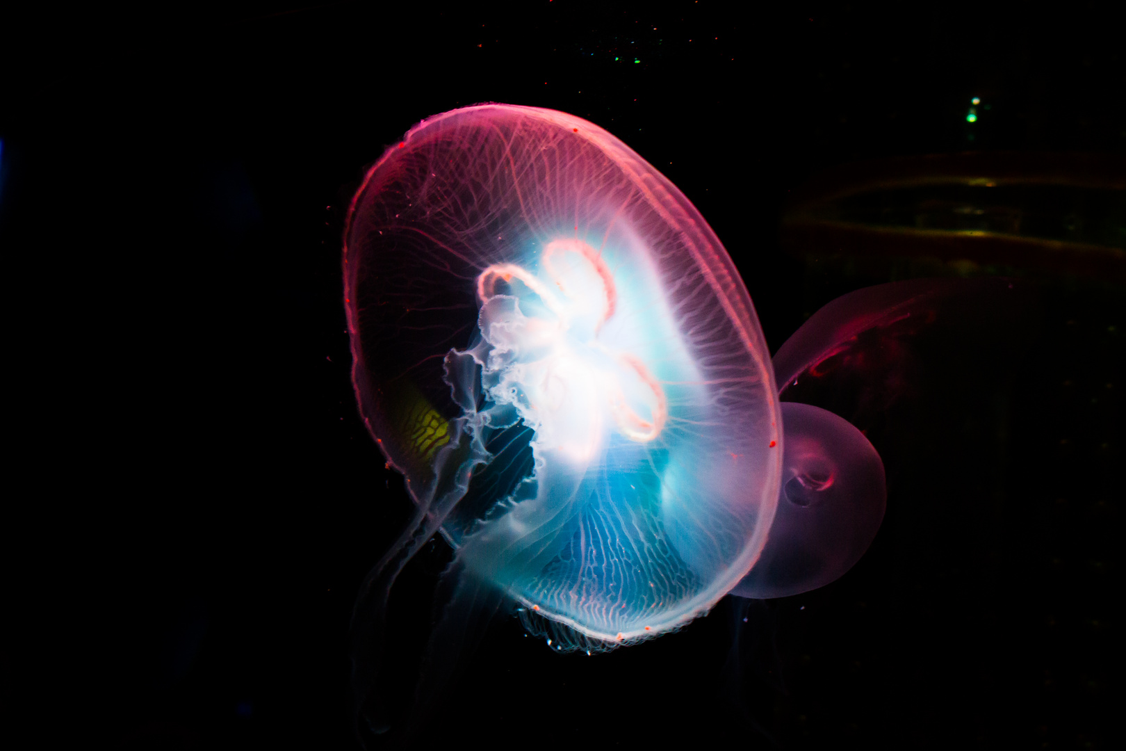 Bunte Qualle Foto & Bild | tiere, zoo, wildpark & falknerei, zoo ...