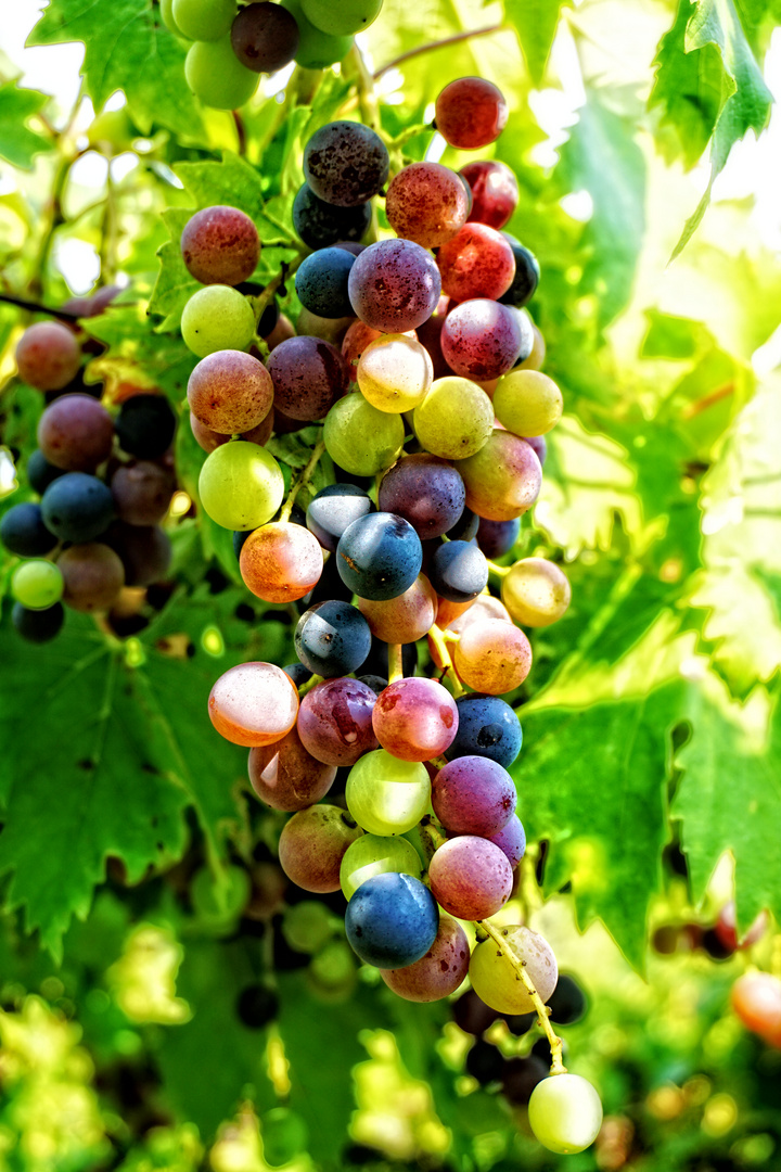 Bunte Trauben Foto & Bild | italy, world, sommer Bilder auf fotocommunity