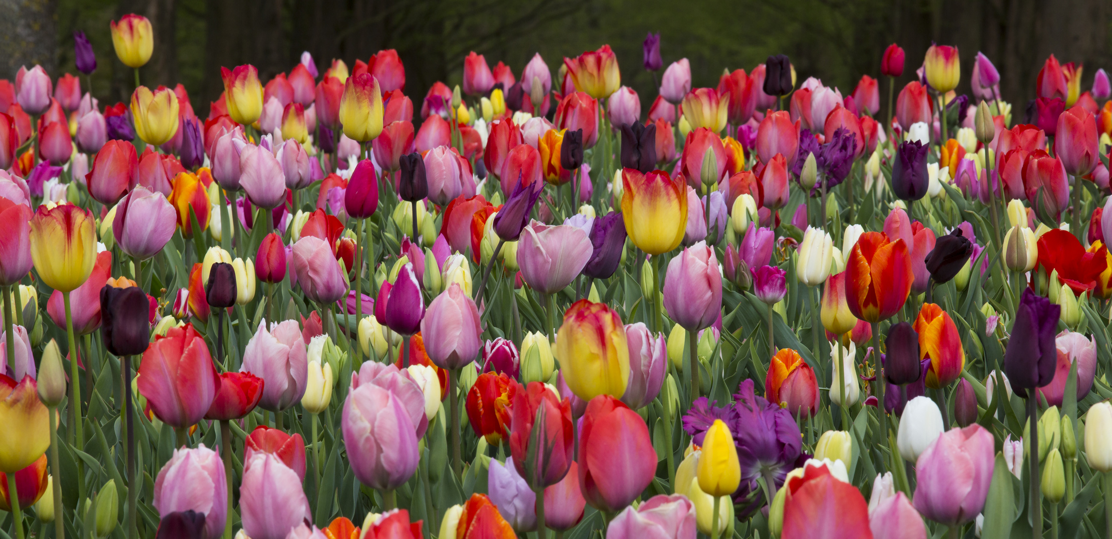 Bunte Vielfalt Foto & Bild | europe, benelux, netherlands Bilder auf ...