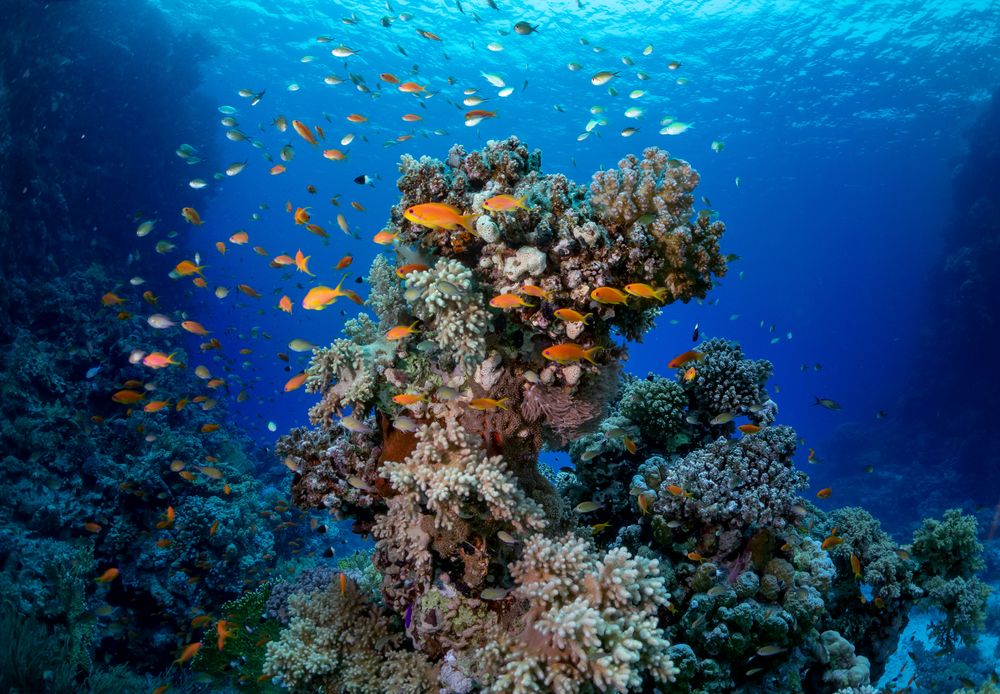 Bunte Vielfalt am Riff Foto & Bild | unterwasser, uw-salzwasser, natur ...