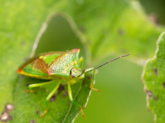 Wanzen, Zikaden & Blattläuse Bilder & Fotos