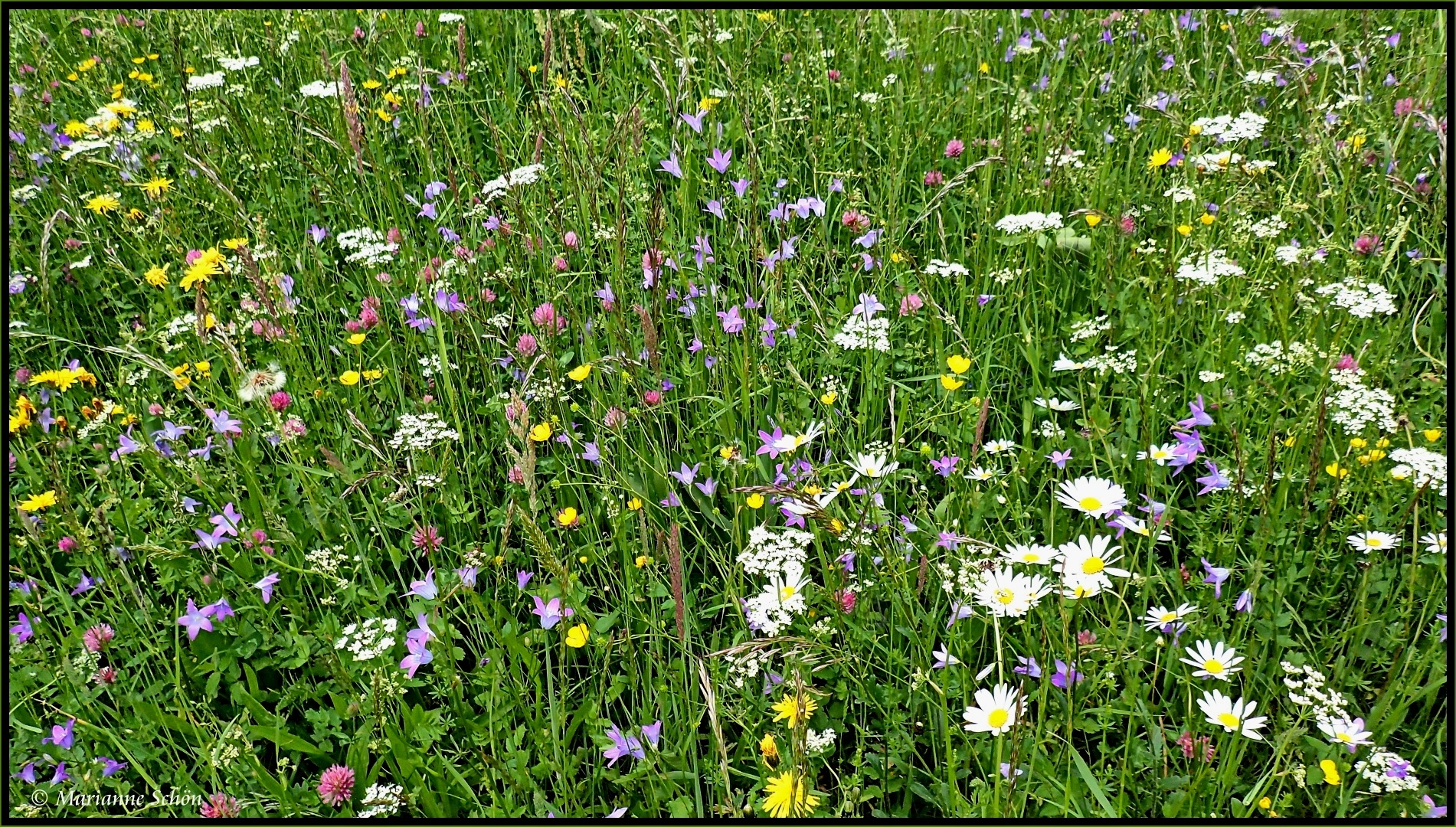 BUNTE WIESEN Foto & Bild | spezial, dokumentation, wiese Bilder auf ...