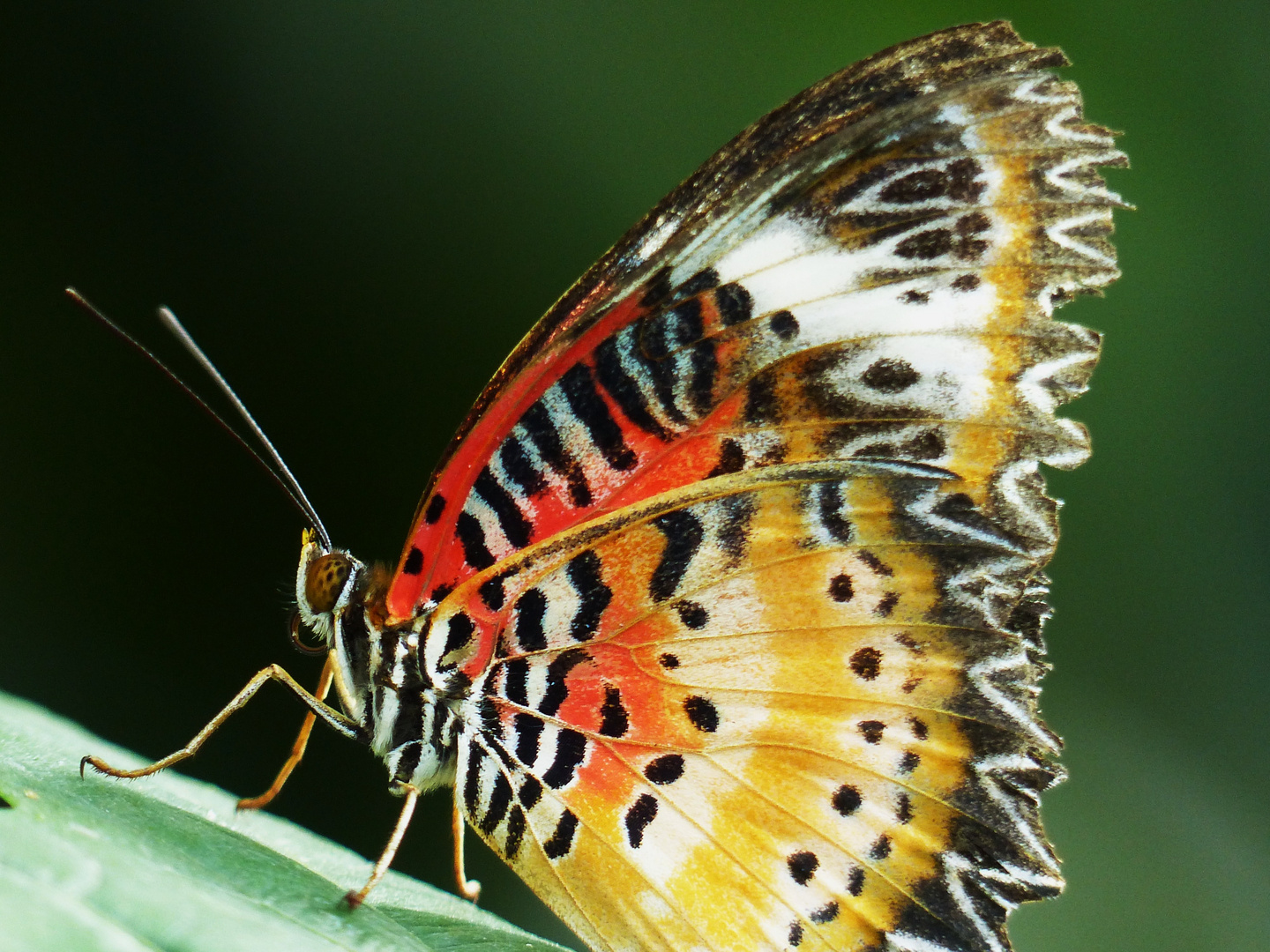 - Bunter Falter - Foto & Bild | tiere, zoo, wildpark & falknerei ...