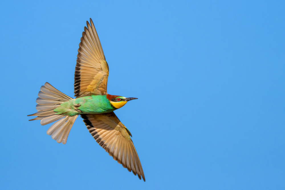 Bunter Flieger Foto & Bild | nature, natur, vogel Bilder auf fotocommunity