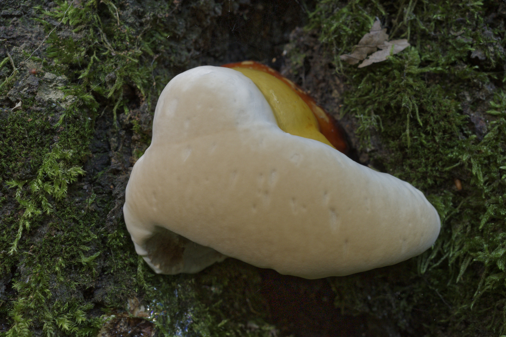 Bunter Geselle Foto & Bild | wald, sommer, bäume Bilder auf fotocommunity