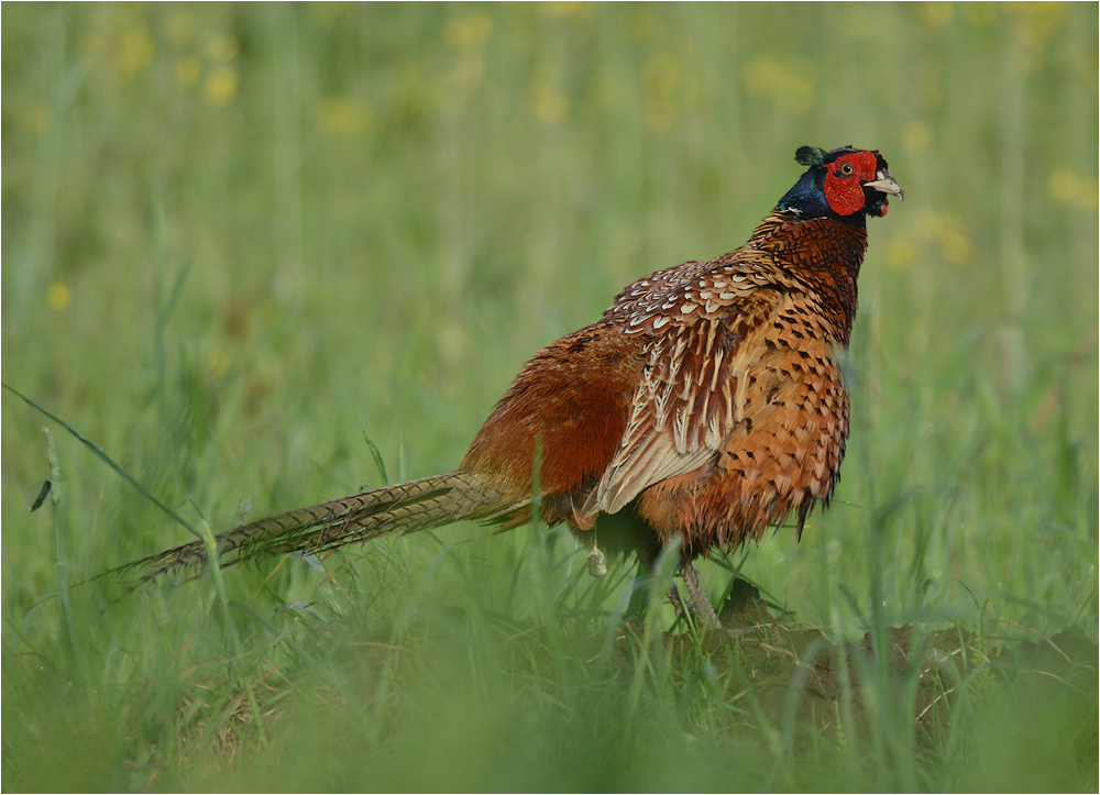 Bunter Geselle Foto & Bild | natur, tiere, wildlife Bilder auf ...
