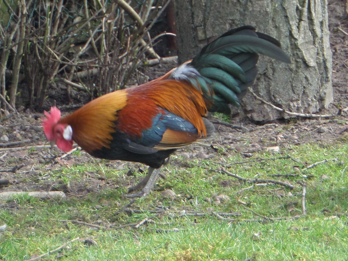 bunter Hahn Foto & Bild | tiere, natur Bilder auf fotocommunity