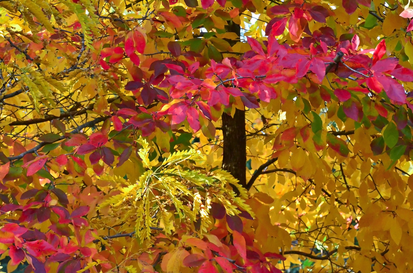 Bunter-Herbst Foto & Bild | jahreszeiten, herbst, natur Bilder auf ...