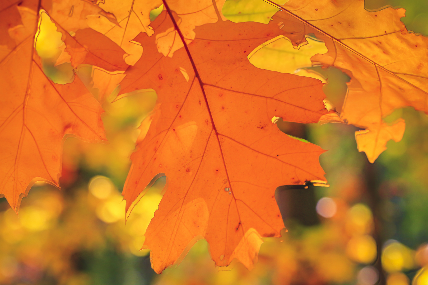 Bunter Herbst Foto & Bild | jahreszeiten, herbst, fotos Bilder auf ...