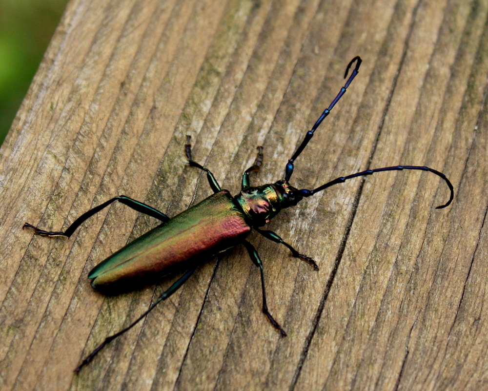 Bunter Käfer Foto & Bild | tiere, wildlife, insekten Bilder auf ...